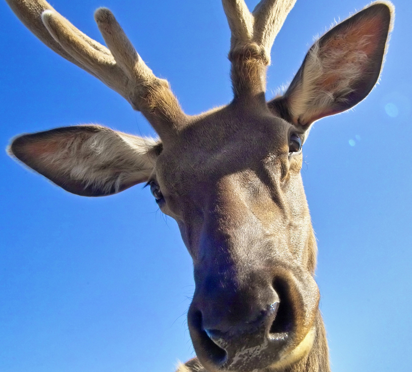 How Do Santa's Reindeer Fly? - Santa Paul